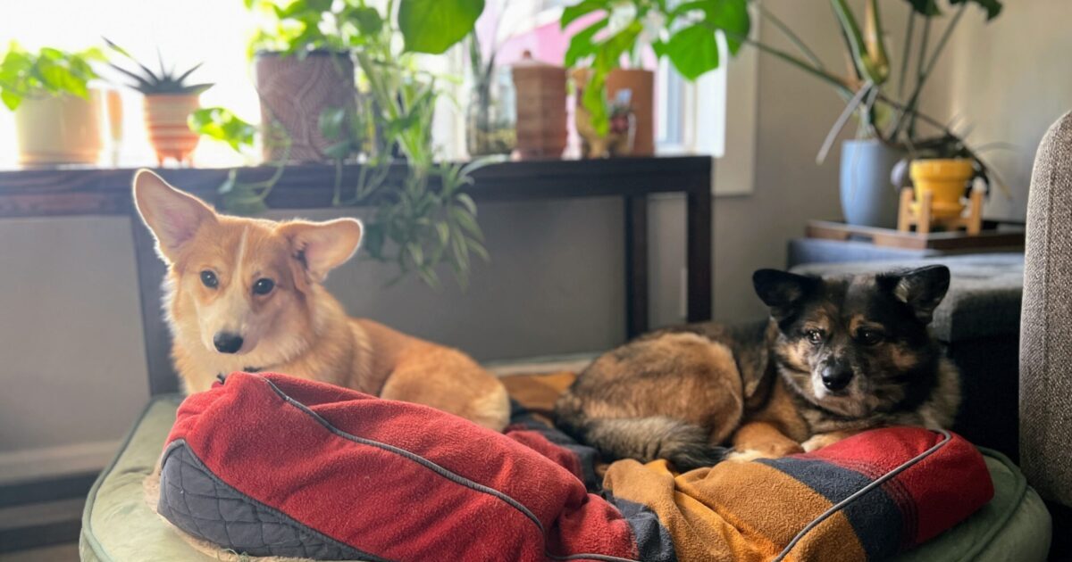 Cage-Free Dog Boarding & Daycare | The Purdy Pack Gig Harbor